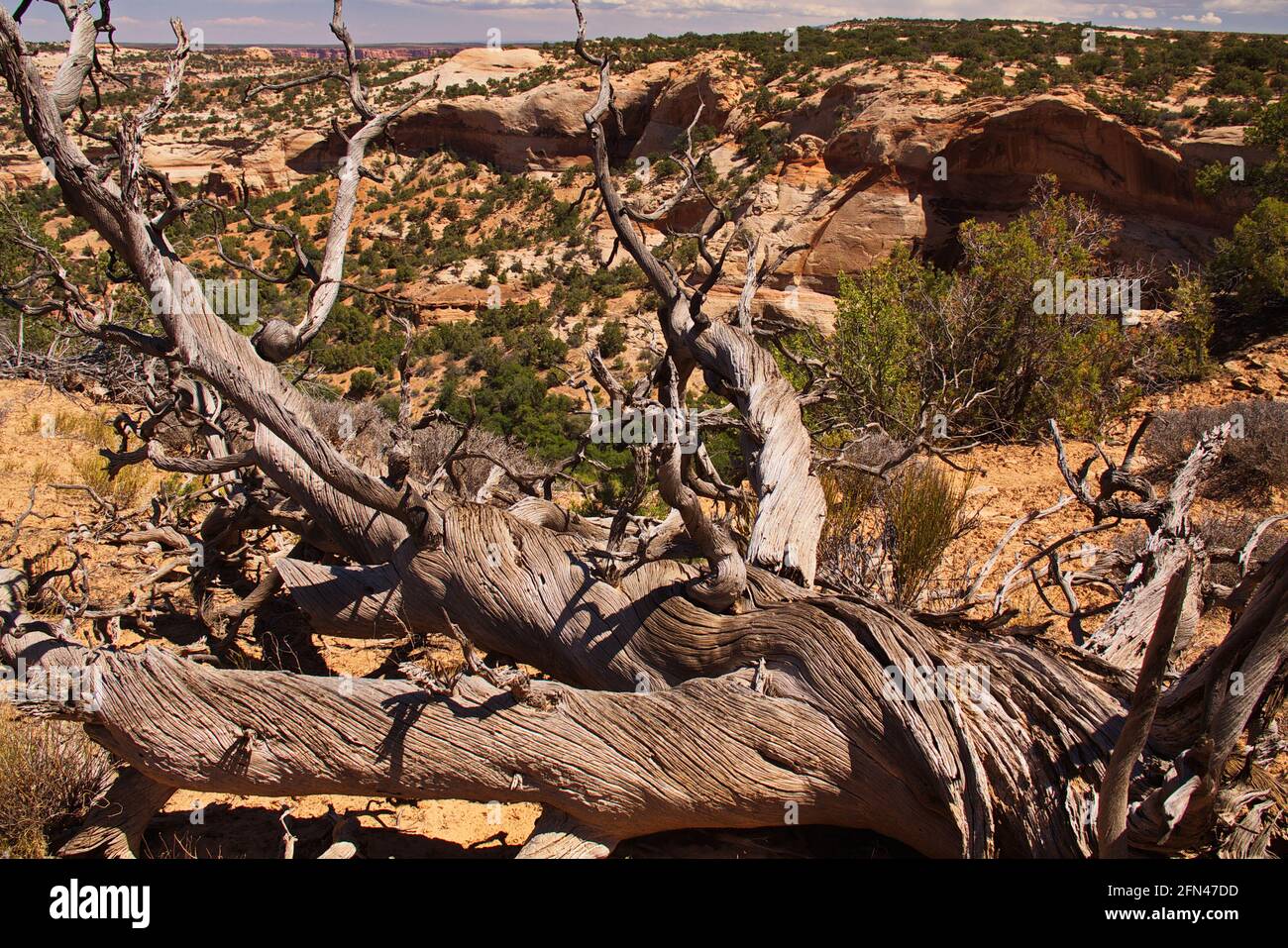 Old tree in Canyonlands NP in Utah in the USA Stock Photo - Alamy