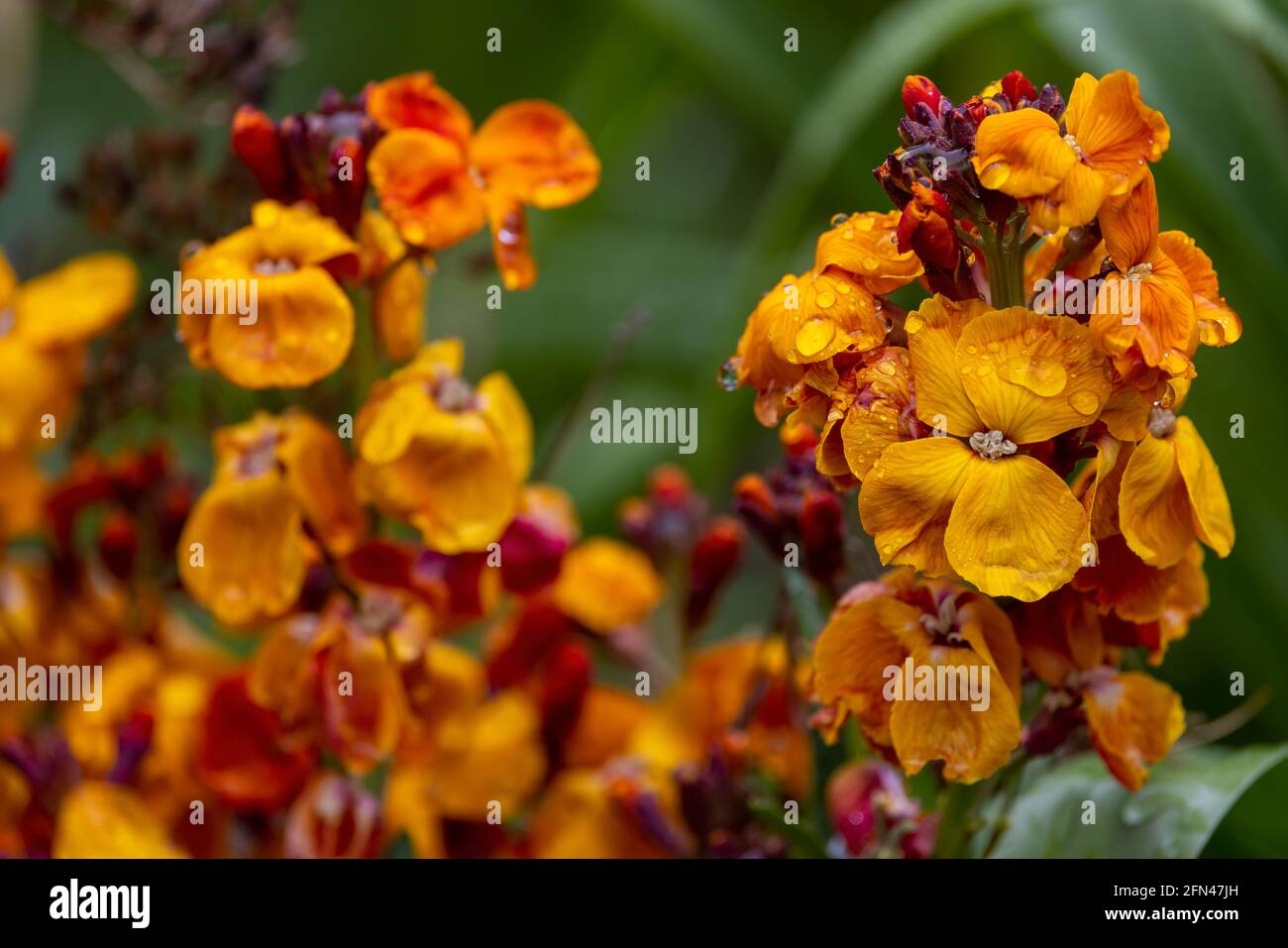 Wallflower erysimum cheiri hi-res stock photography and images - Alamy