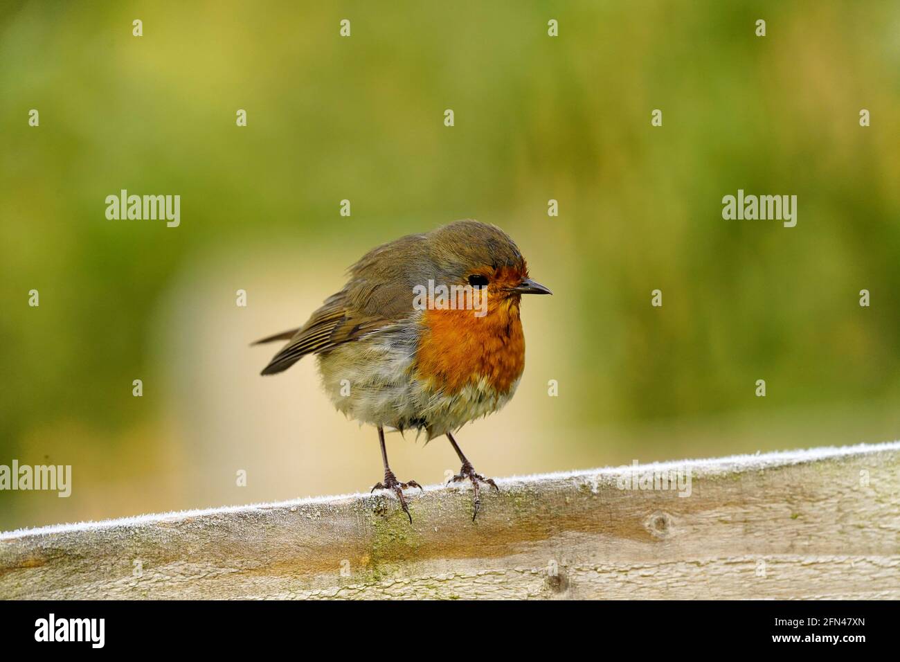 The European Robin is the national bird of the Great Britain Stock ...