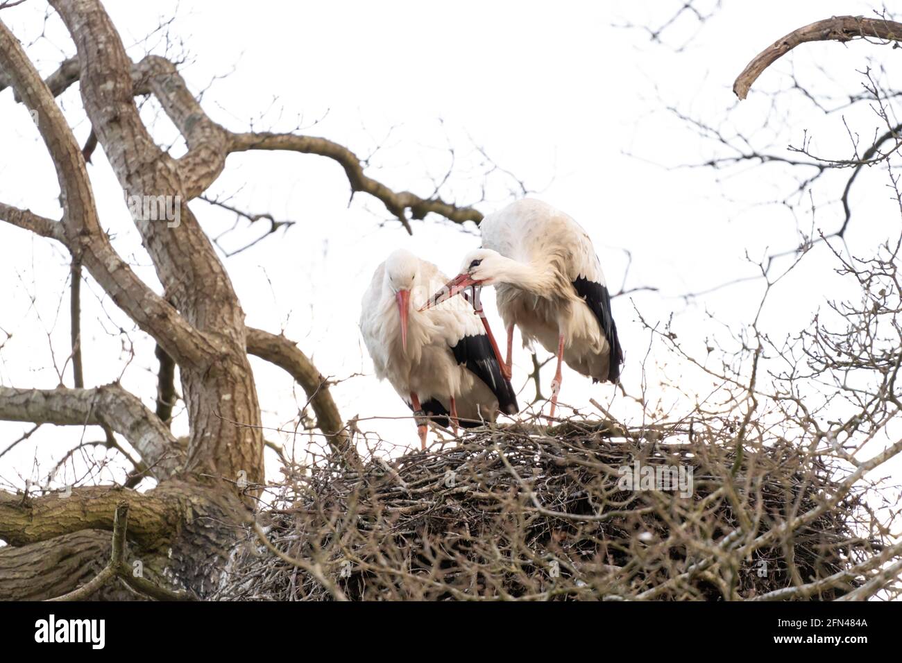 Two storks build a nest in a tree. They stand side by side at a great ...