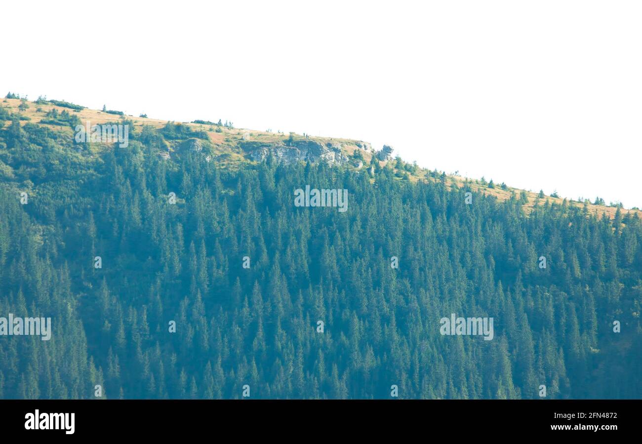 forest isolated on white background. Ceahlau mountain, Romania Stock ...