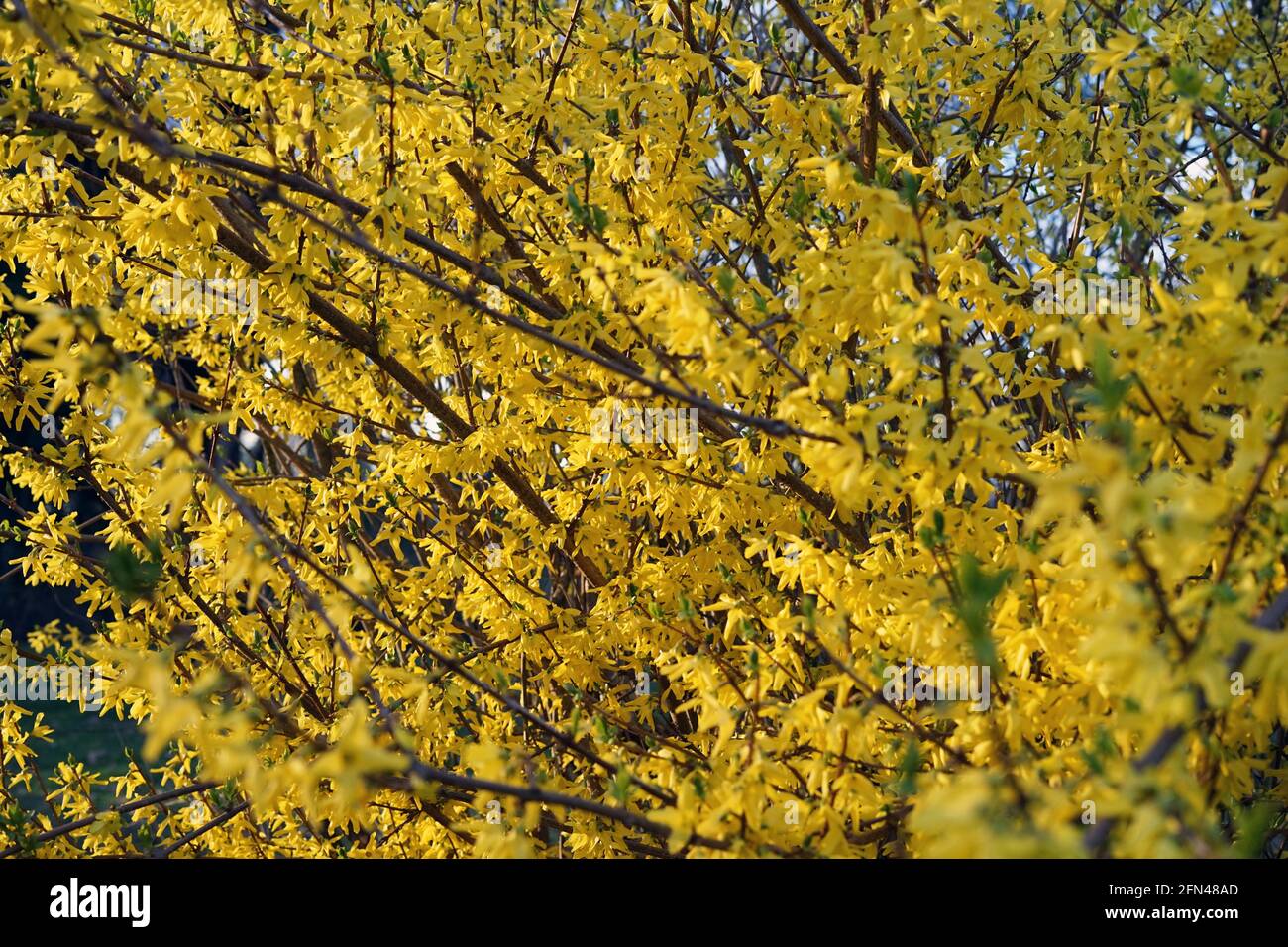 Spring gold plant hi-res stock photography and images - Alamy