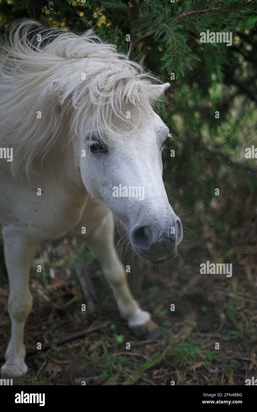 Back shetland pony hi-res stock photography and images - Alamy