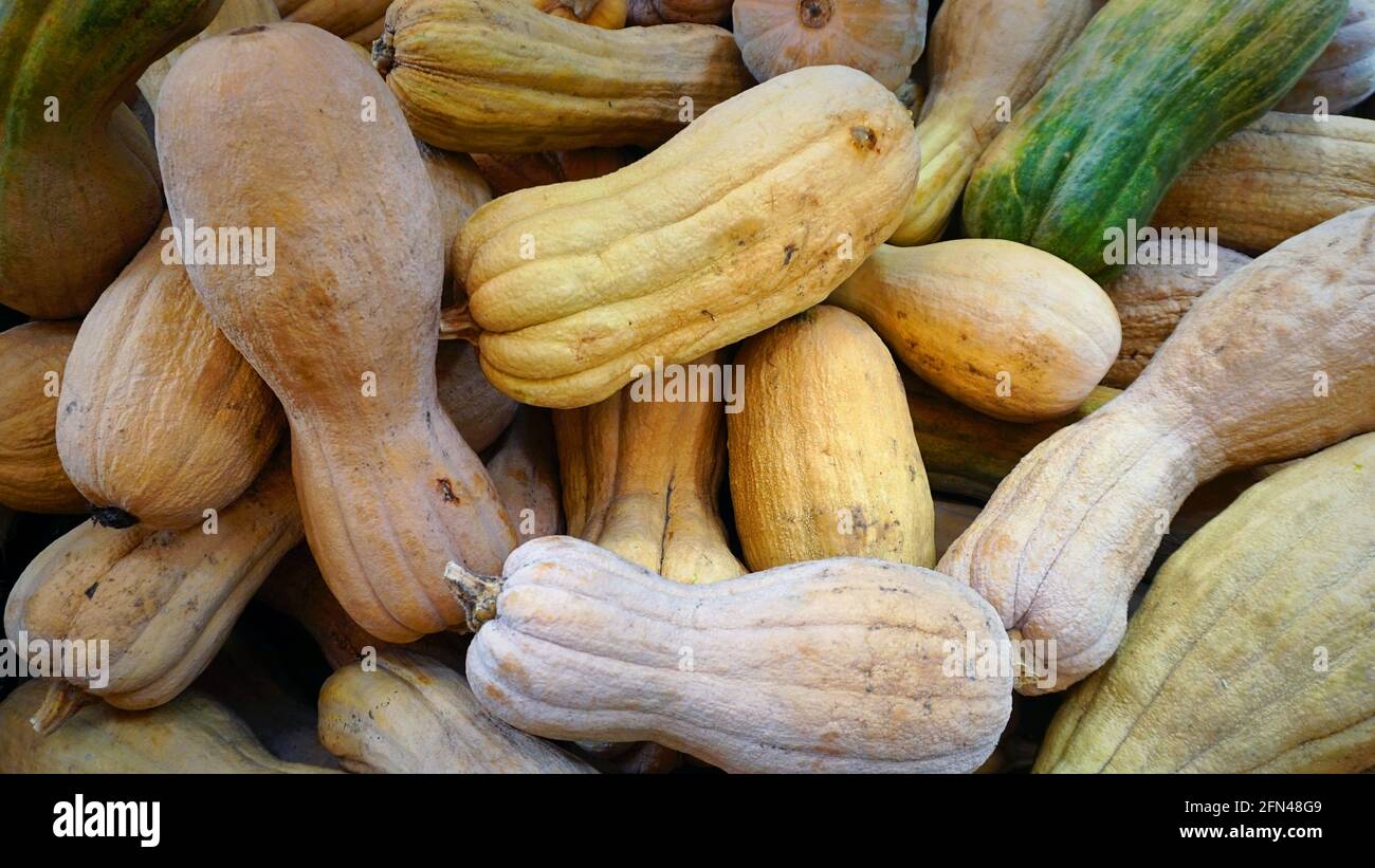 Neapolitan long squash hi-res stock photography and images - Alamy