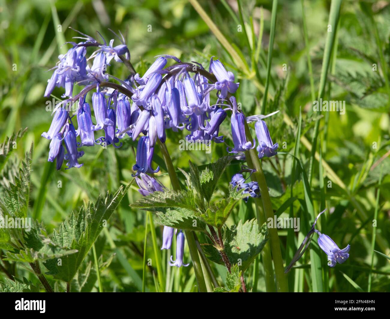 English grasses hi-res stock photography and images - Alamy
