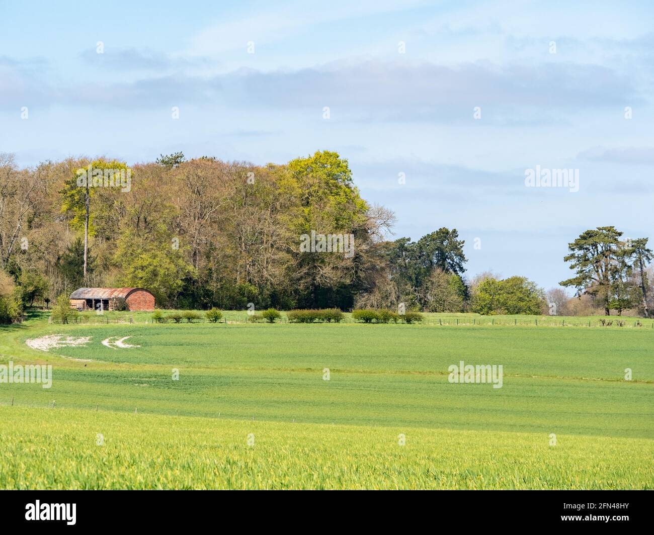 Crops growing in open fields with a background barn and woodlands at ...