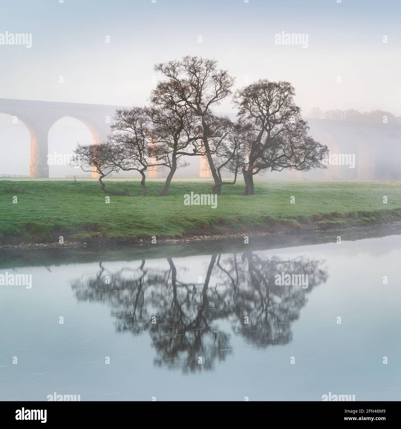 A small copse of trees is reflected in the River Wharfe on a beautiful ...