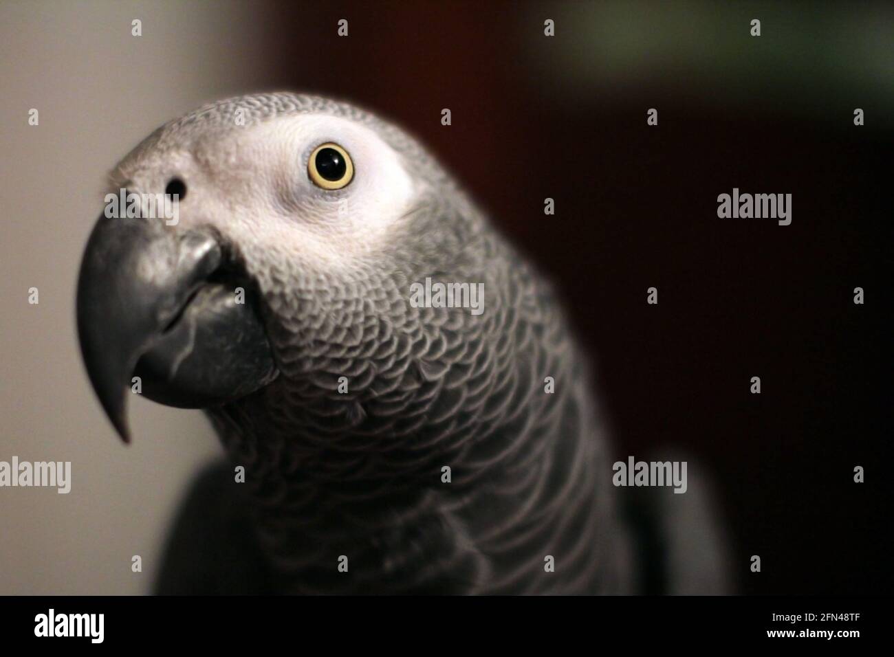 Parrot eye. Closeup of a beautiful gray parrot, Psittacus erithacus ...