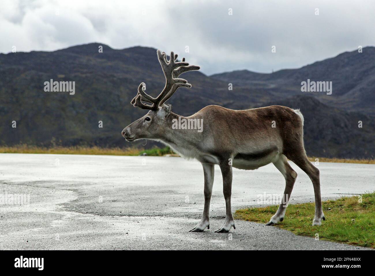 Cute reindeer on the roadside. Adult reindeer on a cloudy day Stock ...