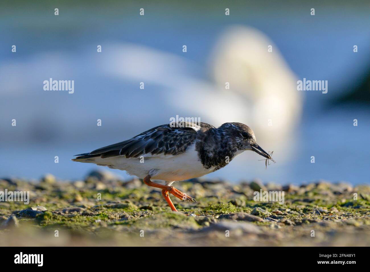Turnstone - Arenaria interpres Stock Photo - Alamy