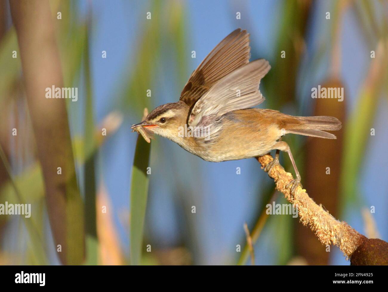 Sedge Warbler - Acrocephalus schoenobaenus Stock Photo - Alamy