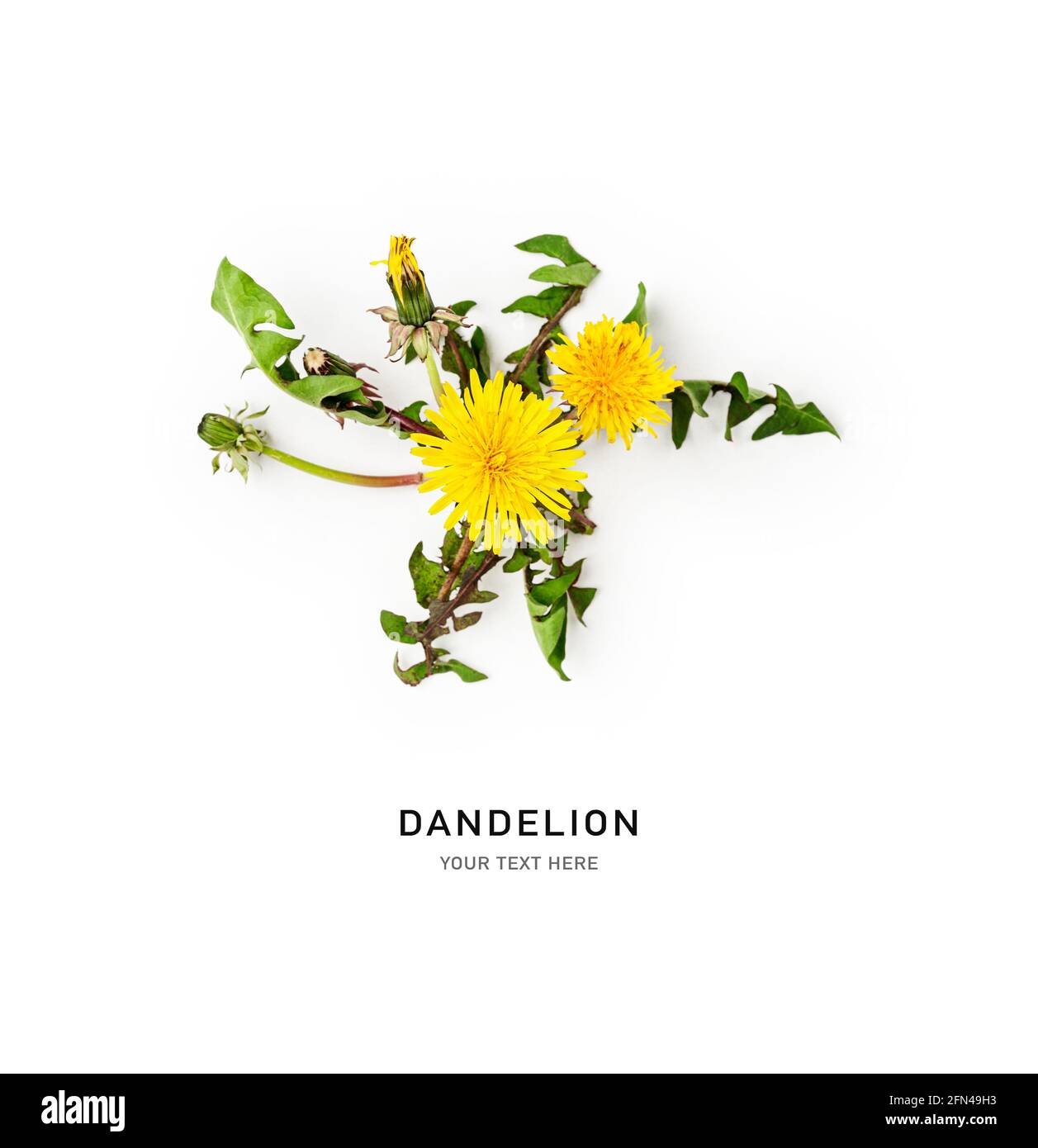 Dandelion flowers creative composition. Meadow dandelions with leaves ...