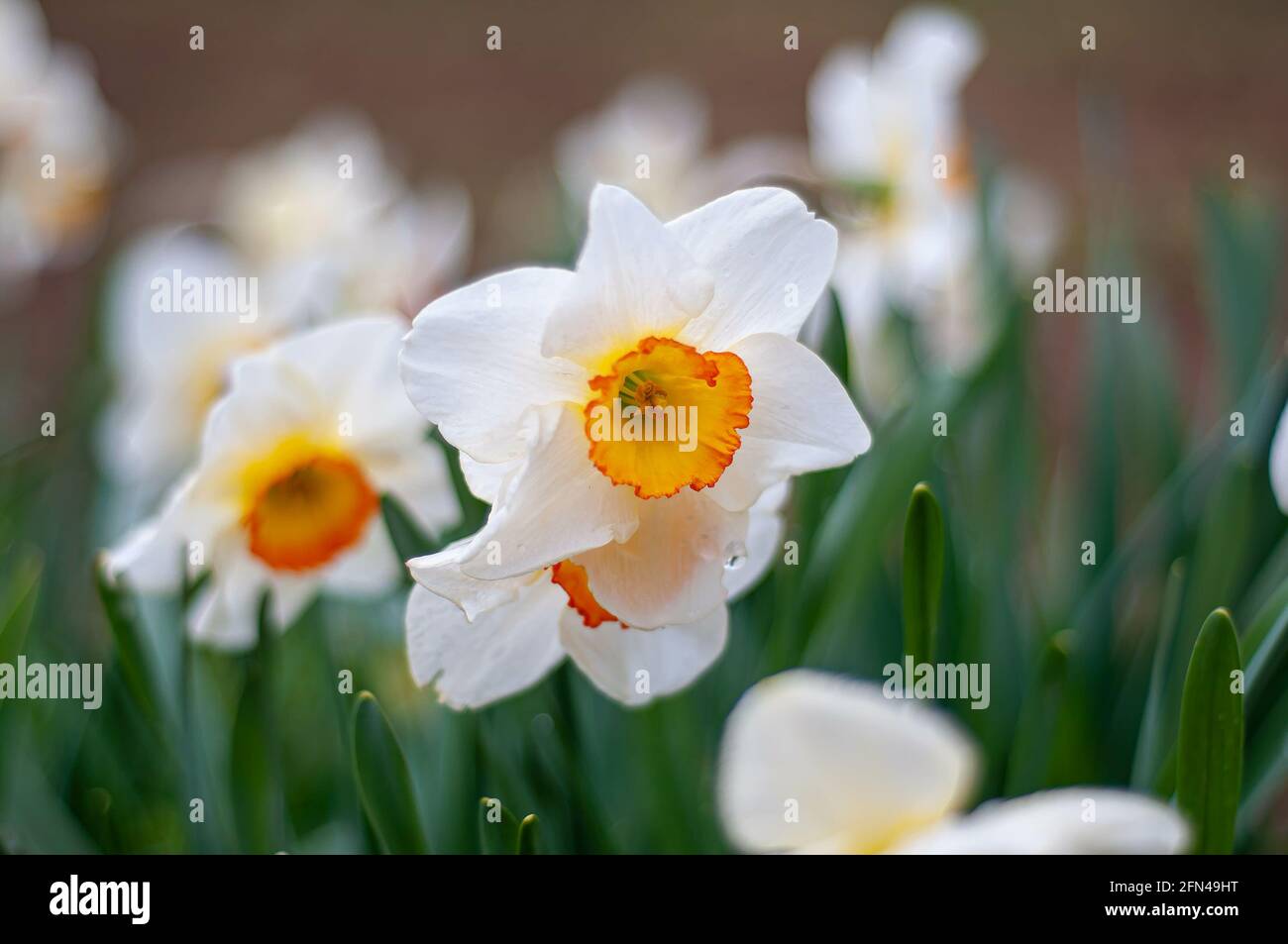 Daffodil flowers in a garden. Beauty of nature Stock Photo - Alamy