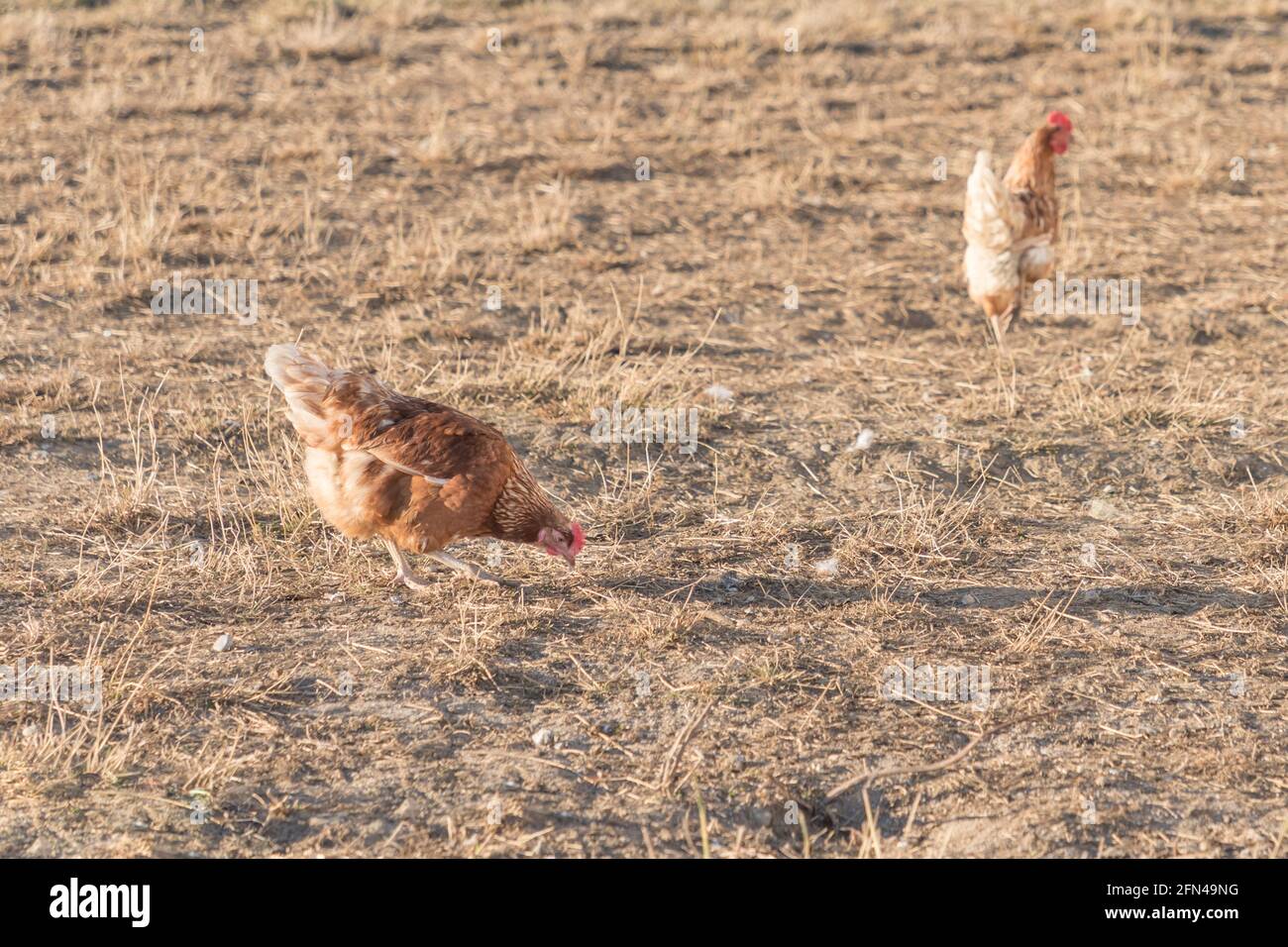 Brown chickens live outdoors at bio poultry farm grass meadow. Rural ...