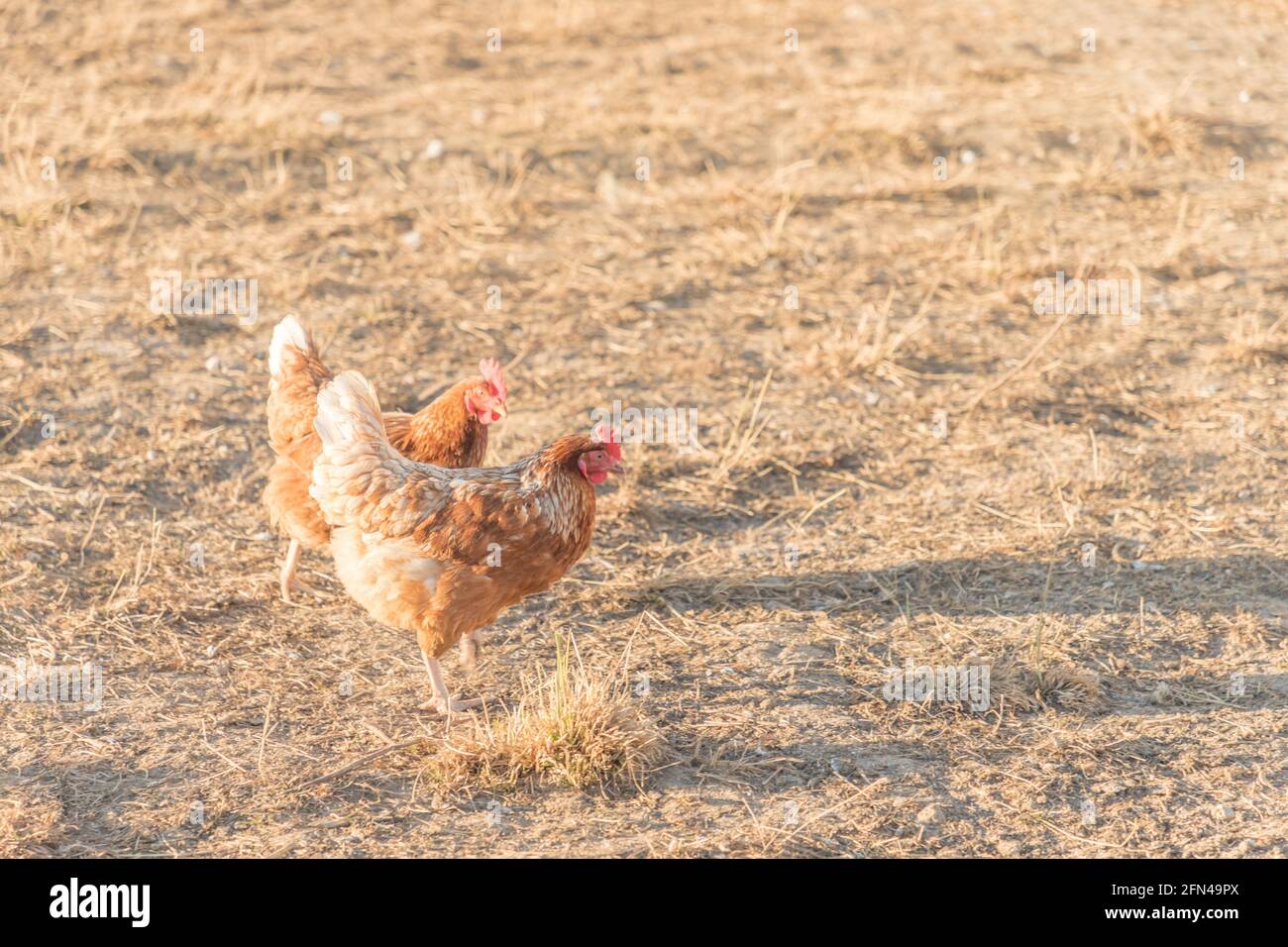 Brown chickens live outdoors at bio poultry farm grass meadow. Rural ...