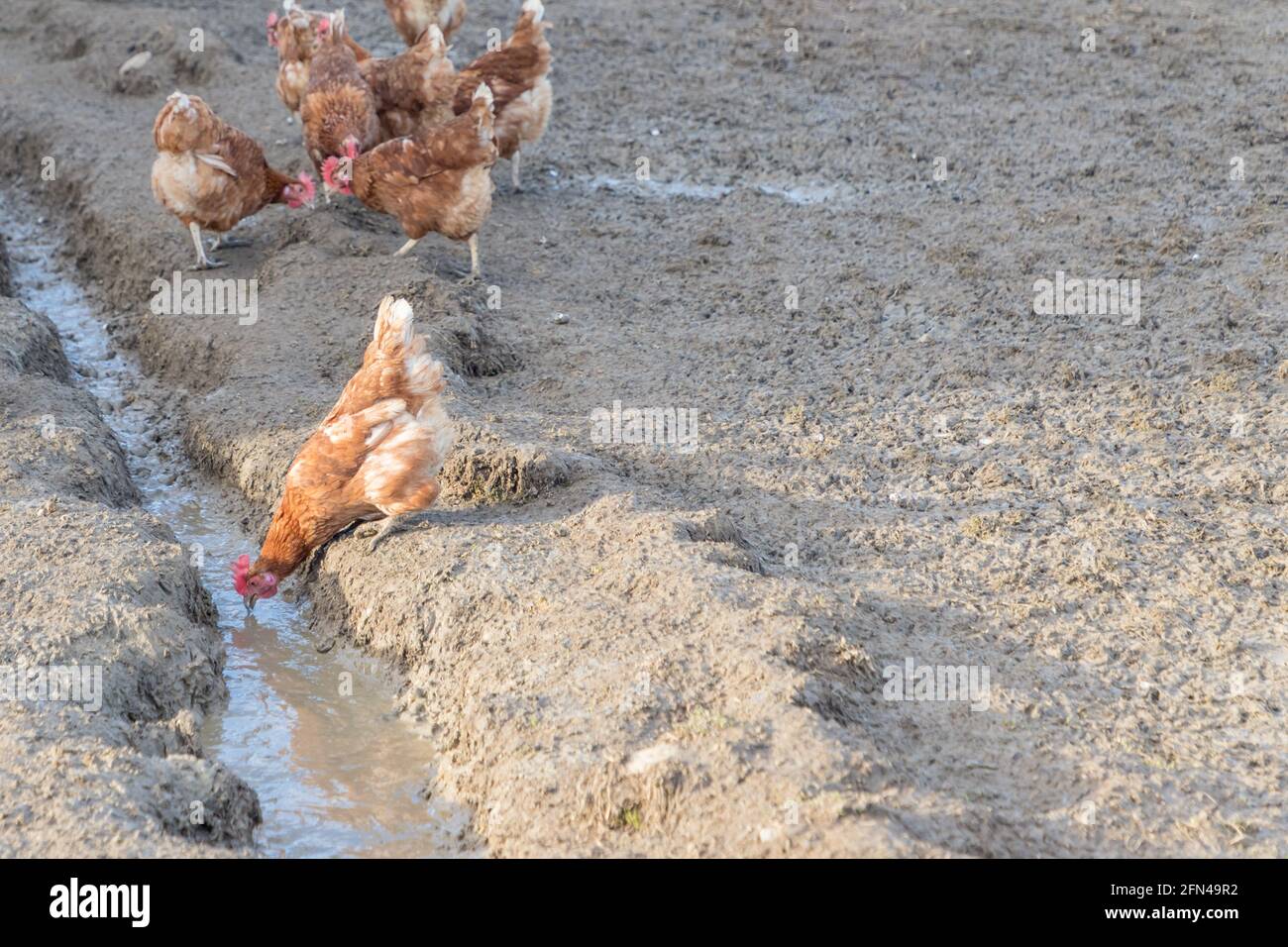 Brown chickens live outdoors at bio poultry farm dirt mud. Rural ...