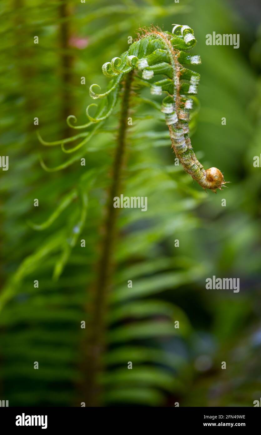 Unfolding hi-res stock photography and images - Alamy