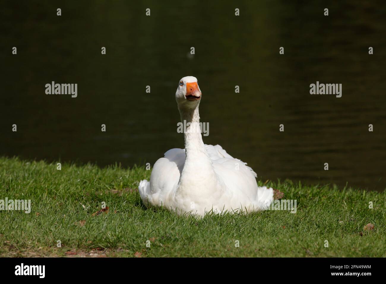 Weiße Hausgans (Anser anser domesticus) auf einer Wiese sitzend ...