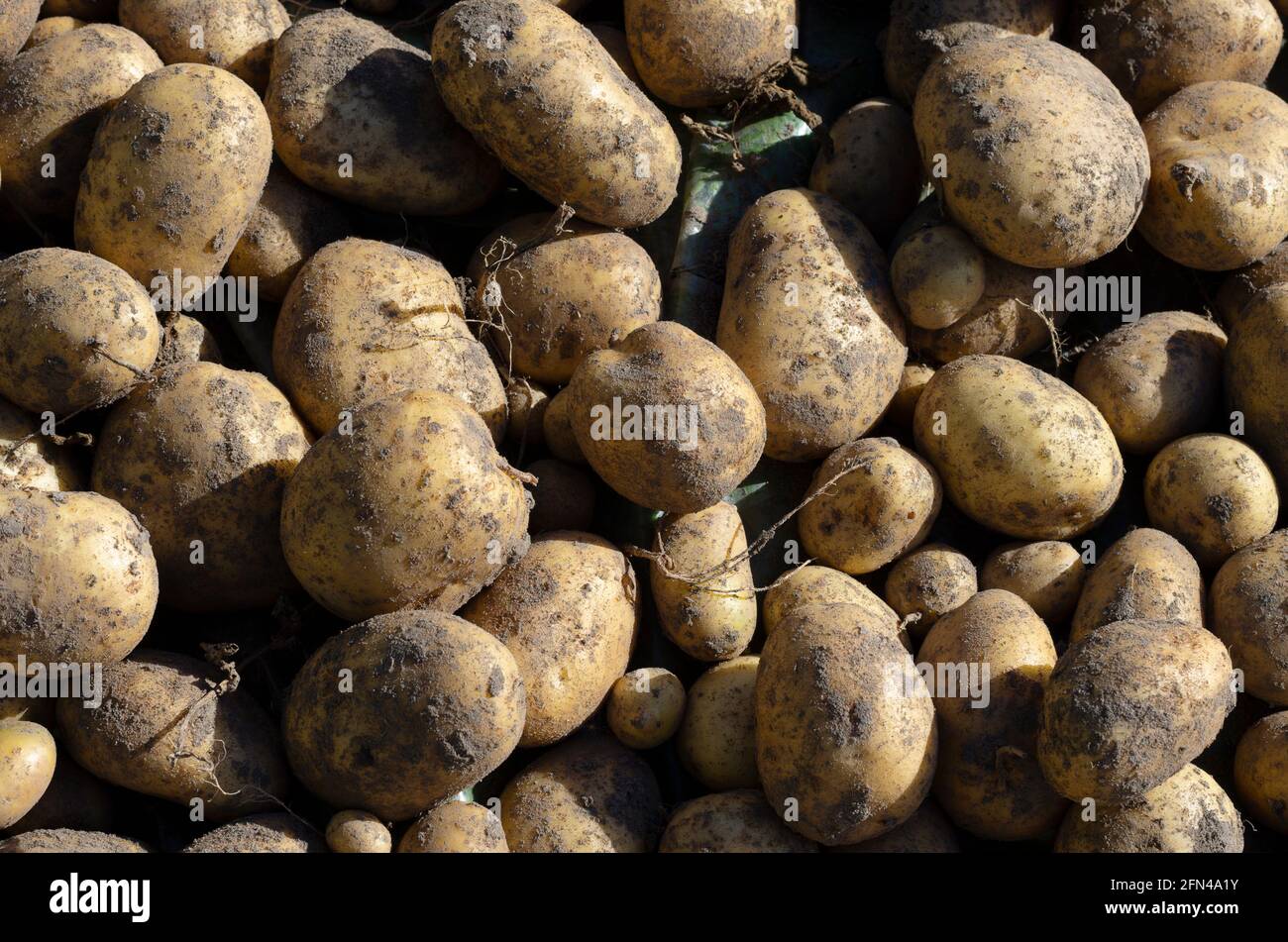 Potato fruits are dried under the sun in close-up during the digging ...