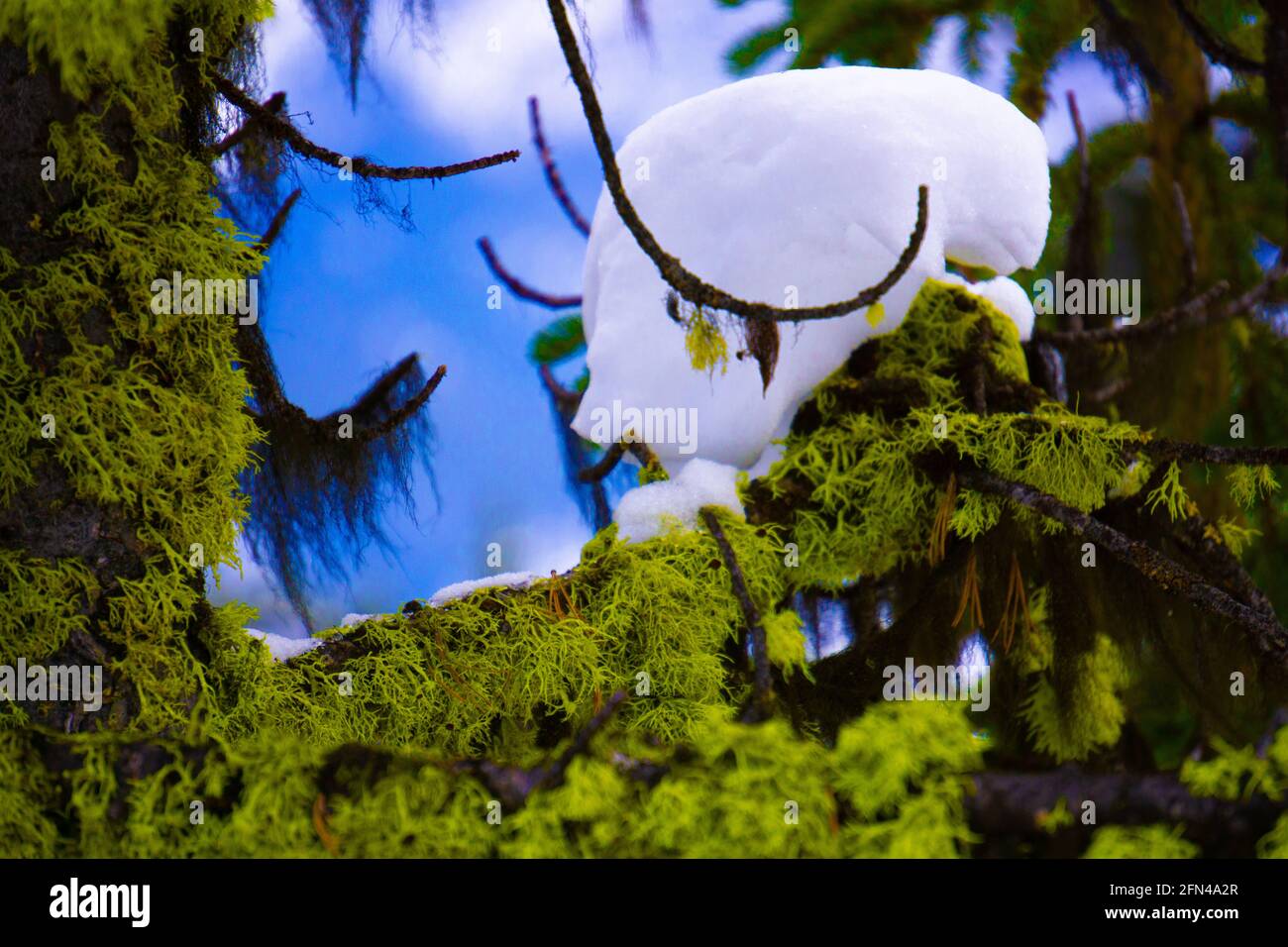 Snowball on a moss-covered tree branch Stock Photo - Alamy