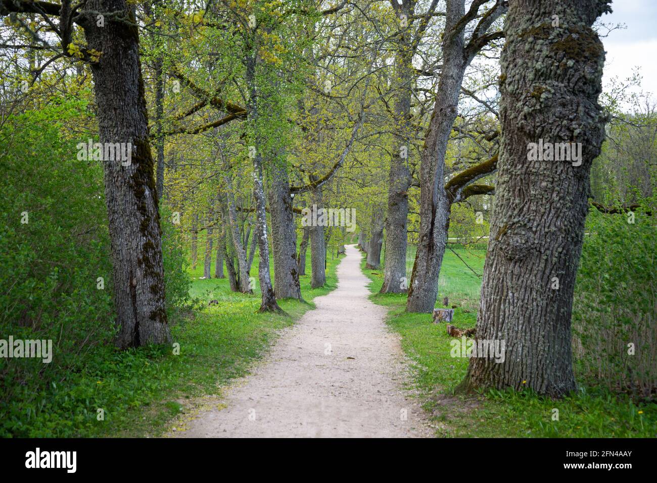 Sandy hiking trail in the park in the oak tree alley. Trees with green ...