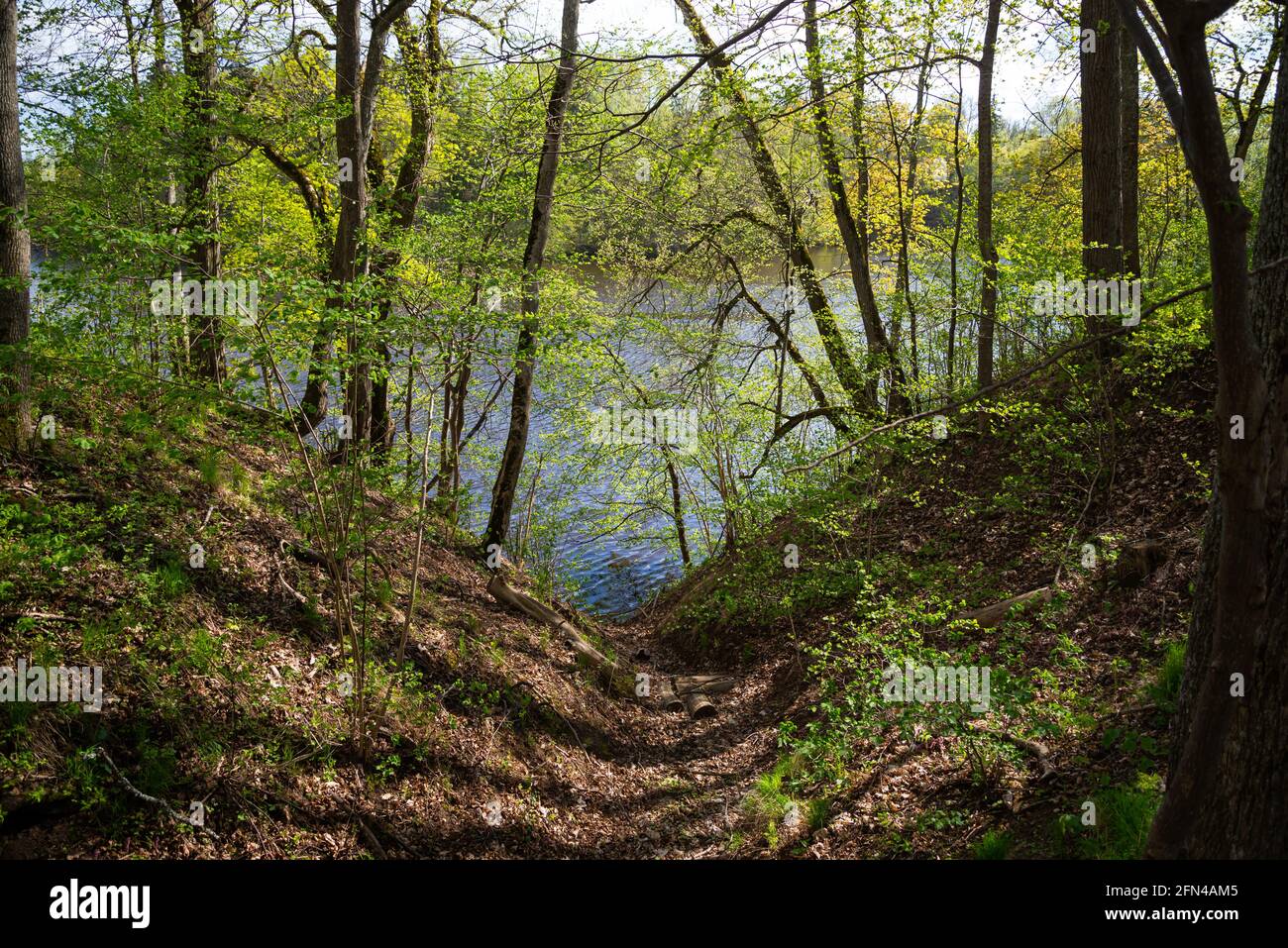 ravine by the river with green grass and green deciduous trees ...