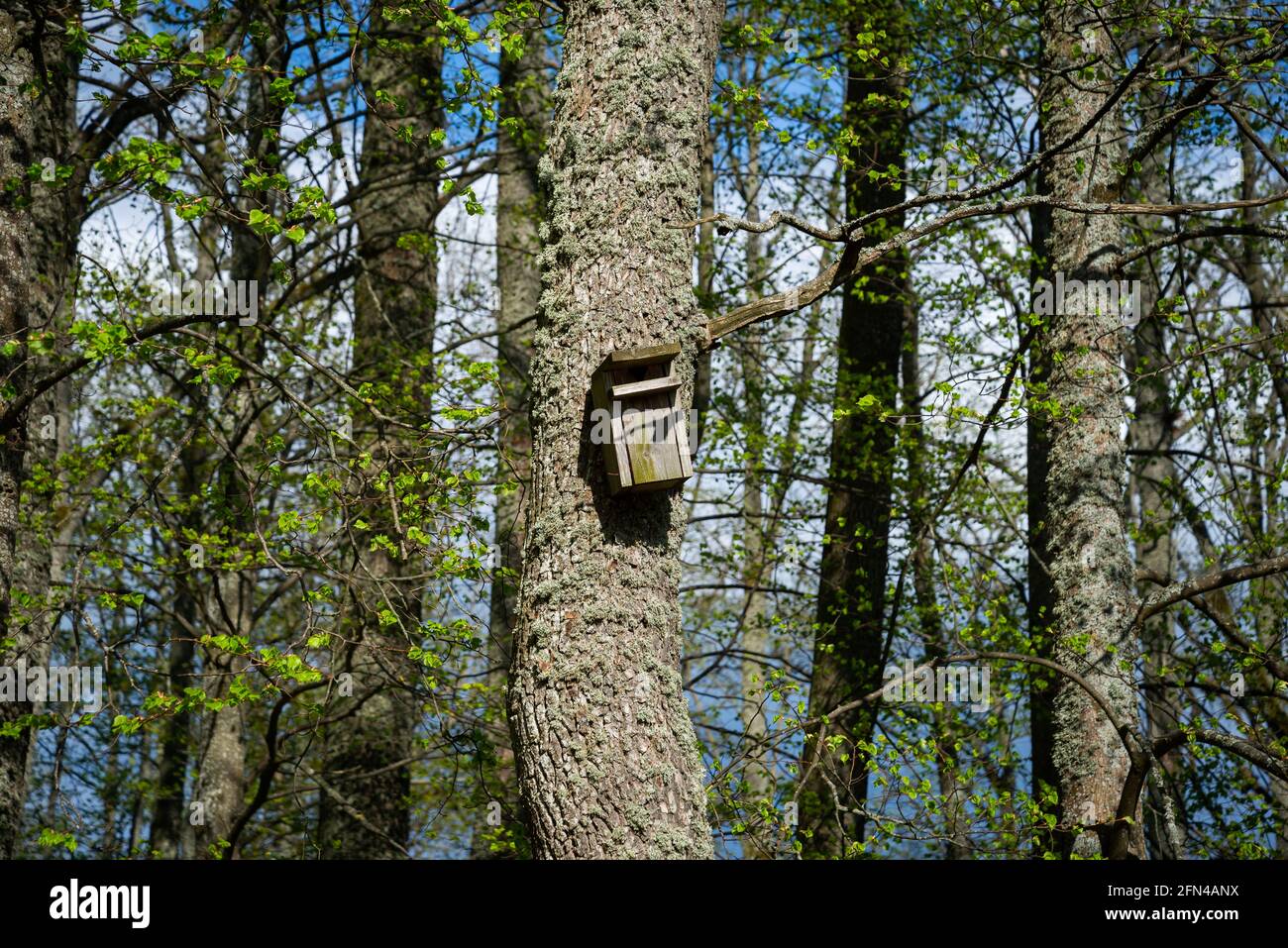 Tree cage hi-res stock photography and images - Alamy