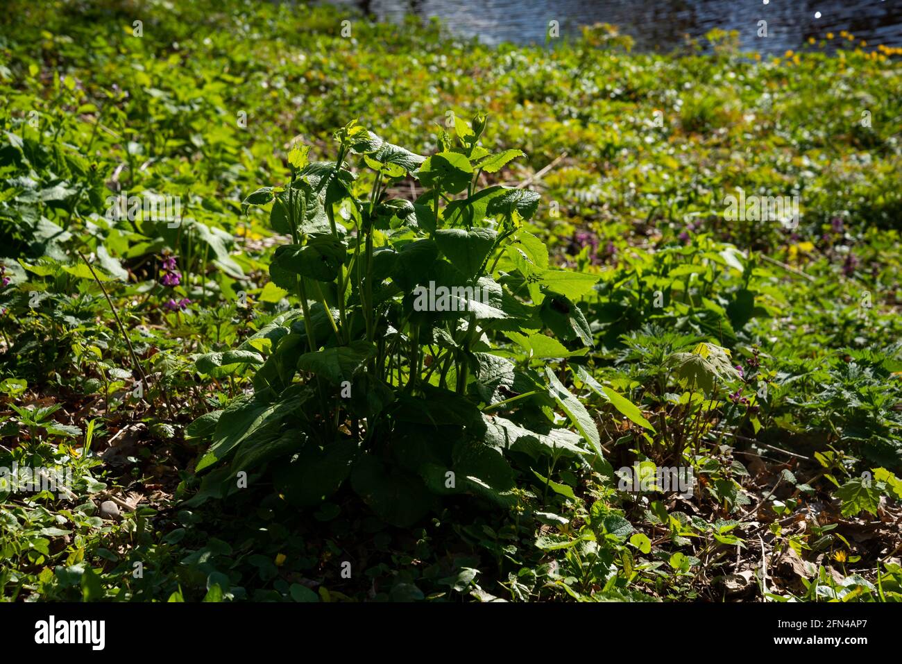 green summer meadow abstract texture with flowers and grass Stock Photo ...