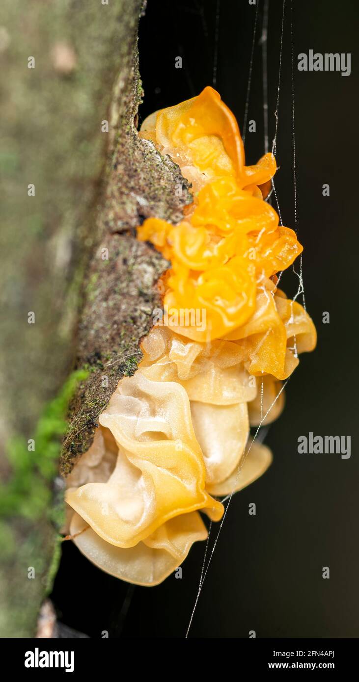 Tremella mesenterica mushroom or yellow brain, golden jelly fungus ...