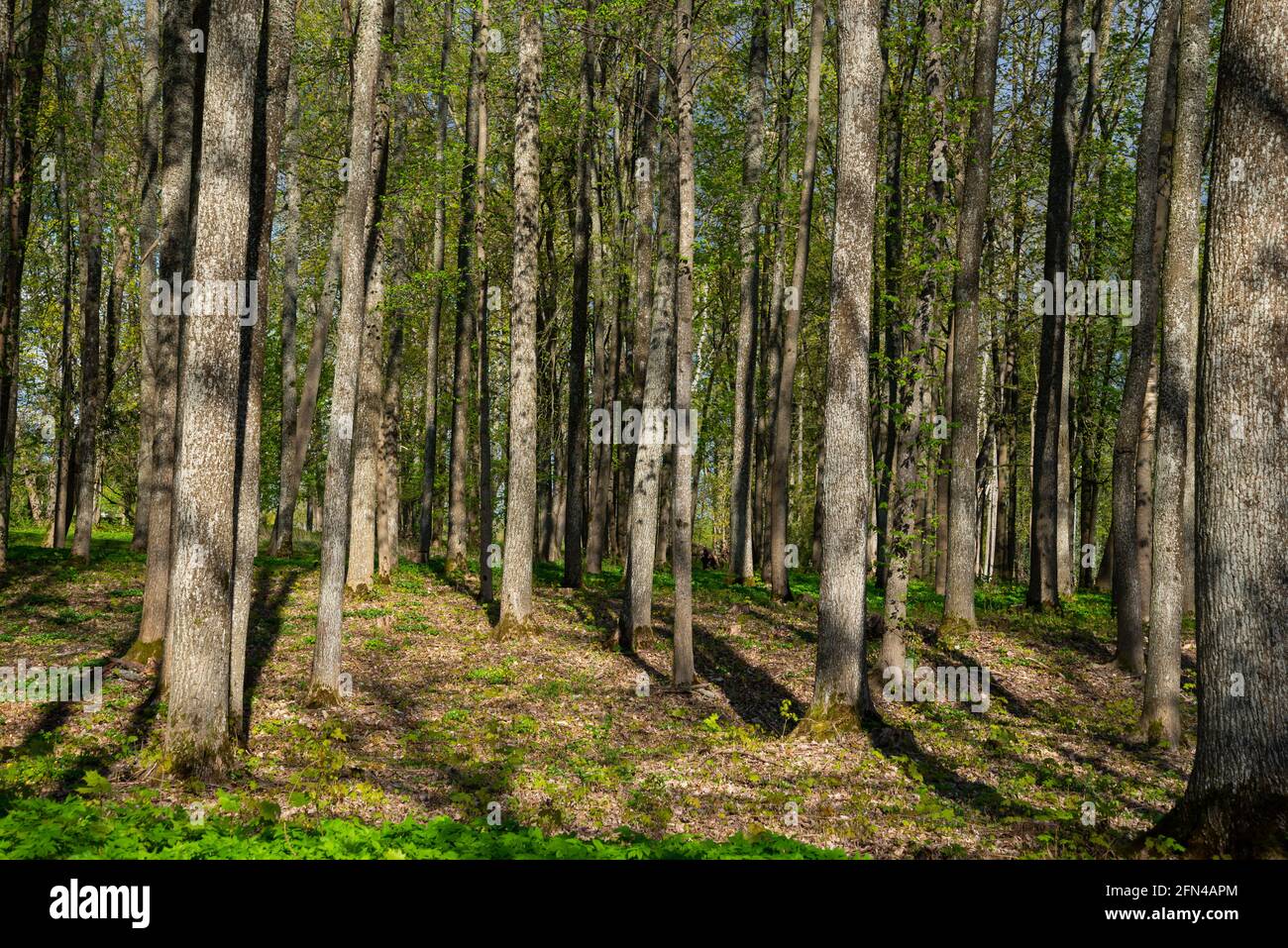 tree trunk texture background in spring forest with green color Stock ...