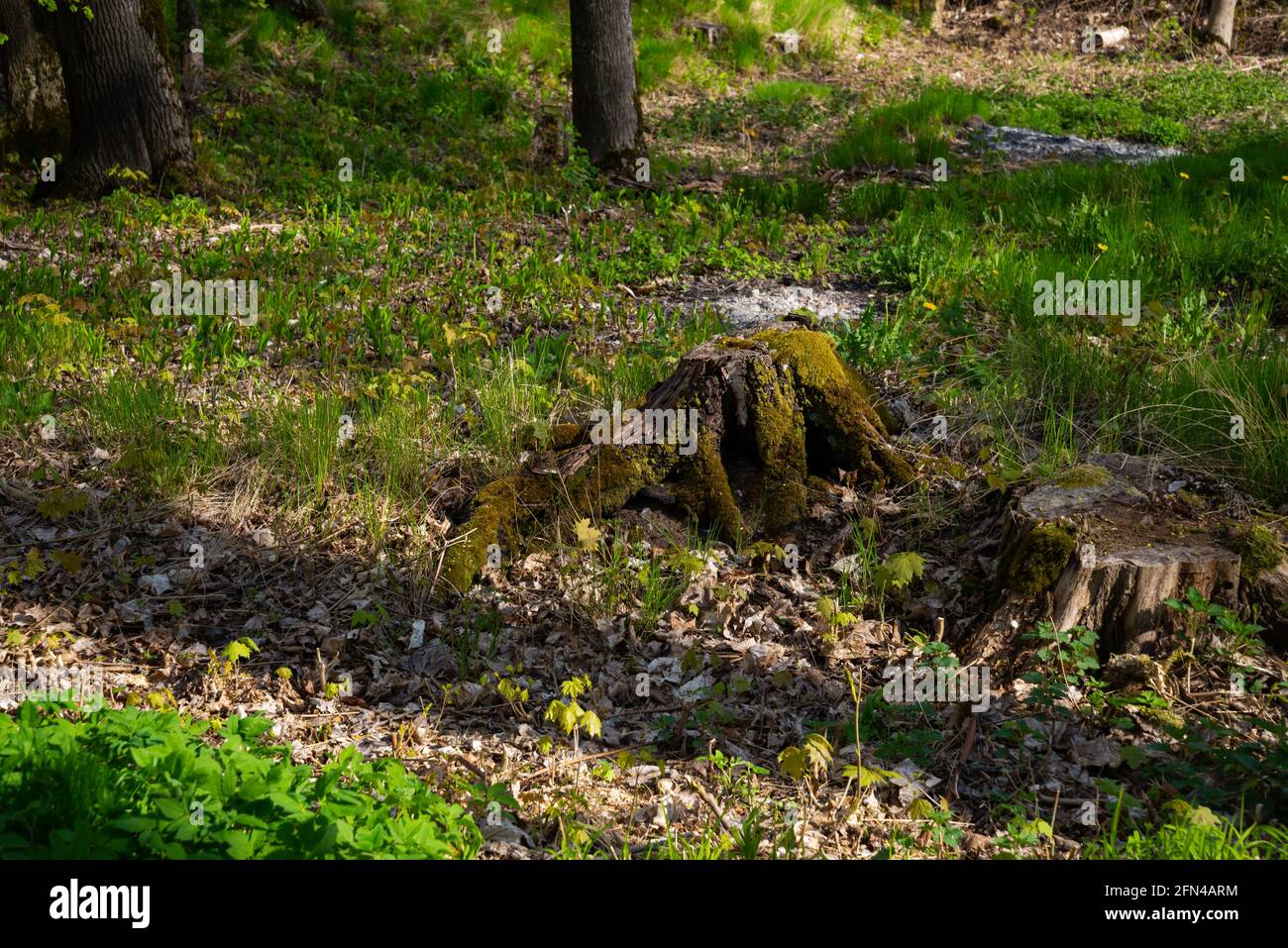 Stumped tree stumps in the park. The strains are overgrown with green ...