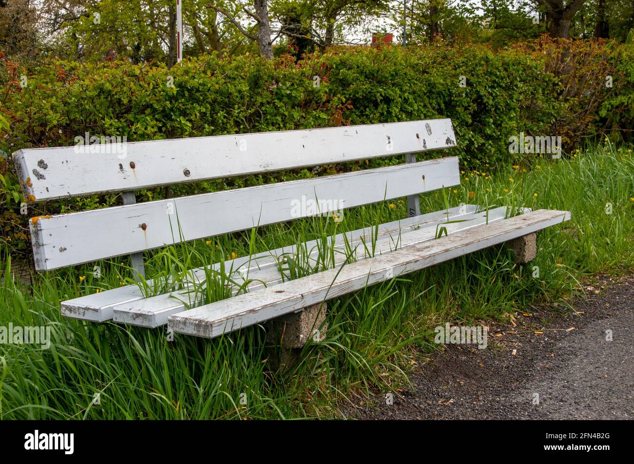 White park bench ingrown by high grass in front of hedge Stock Photo ...