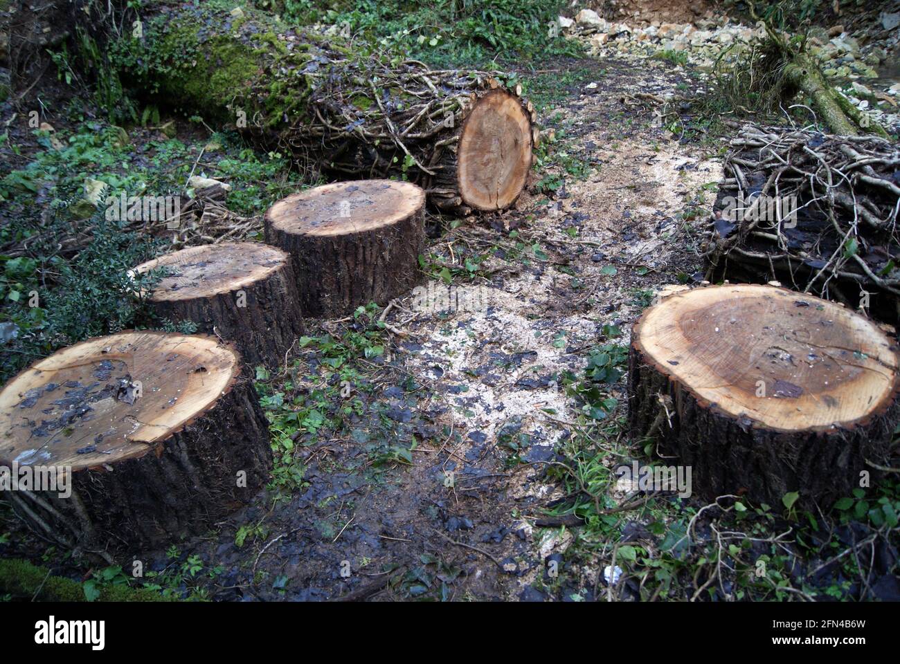 Cut tree trunk and tree stumps arranged in a circle. Life in the woods ...