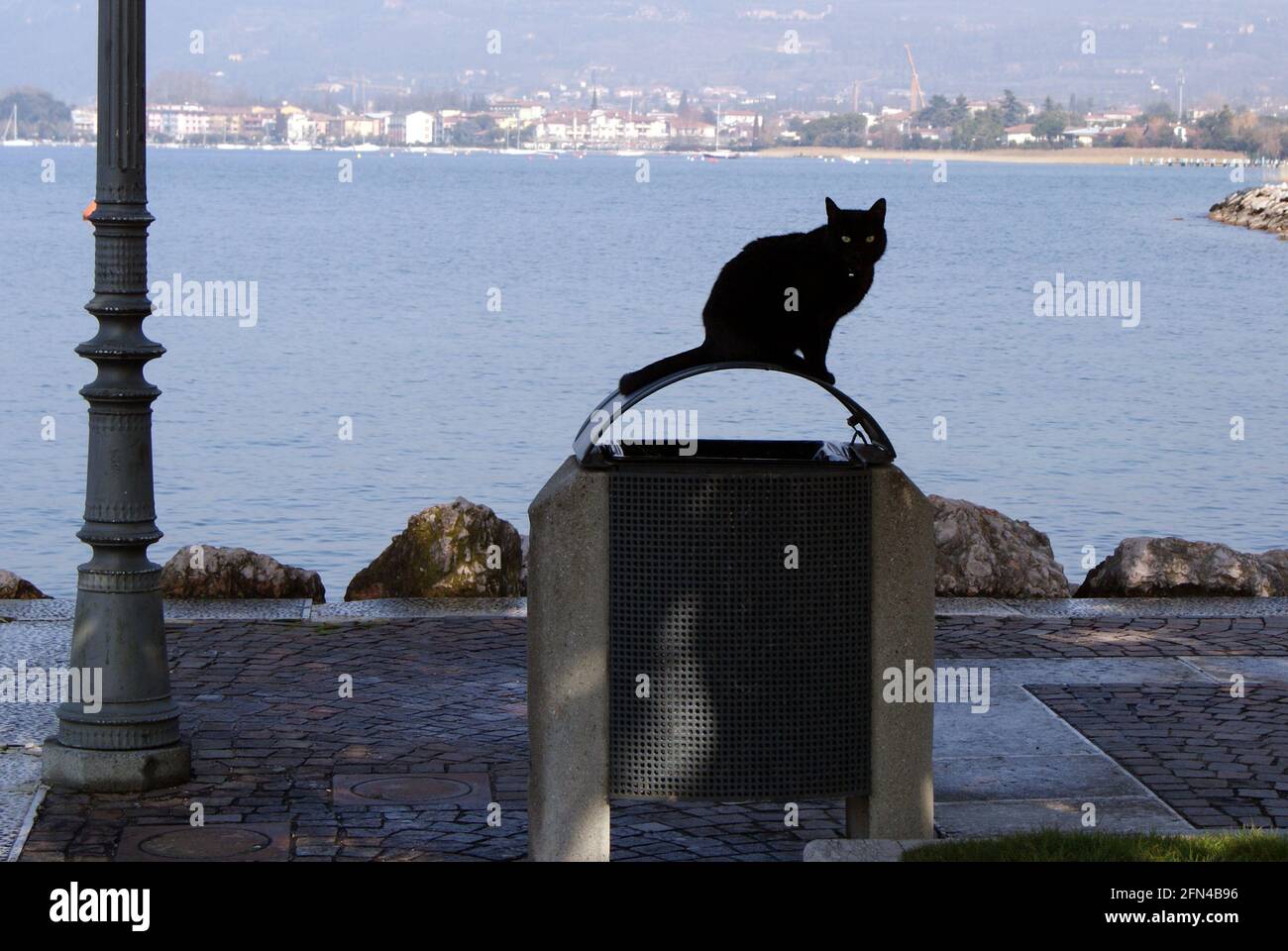 A black cat is sitting on a garbage can. Animals on a port of Lake ...