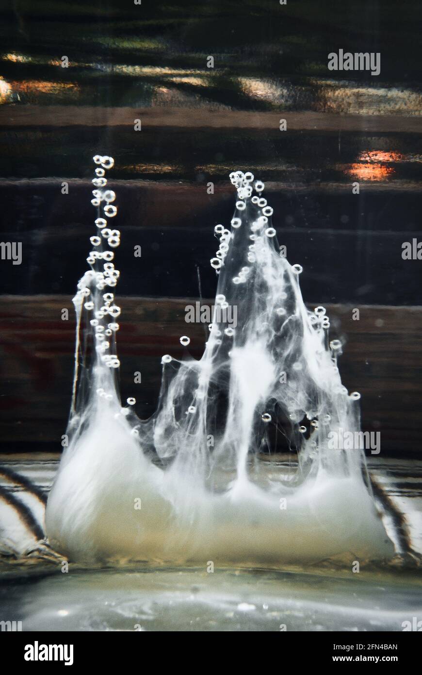 The divination rite of San Giovanni. Italian tradition. Egg white left ...