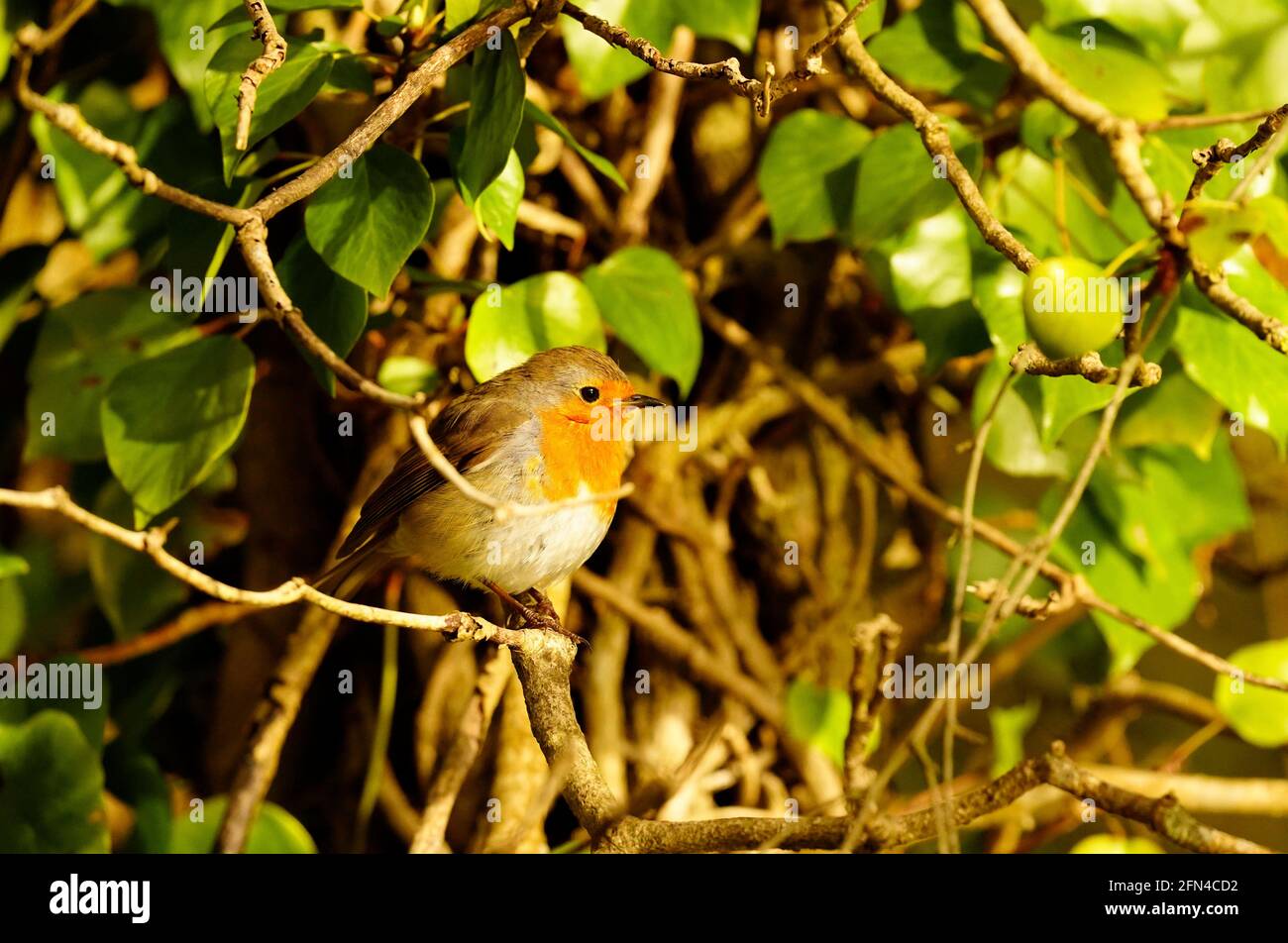 The European Robin is the national bird of the Great Britain Stock ...