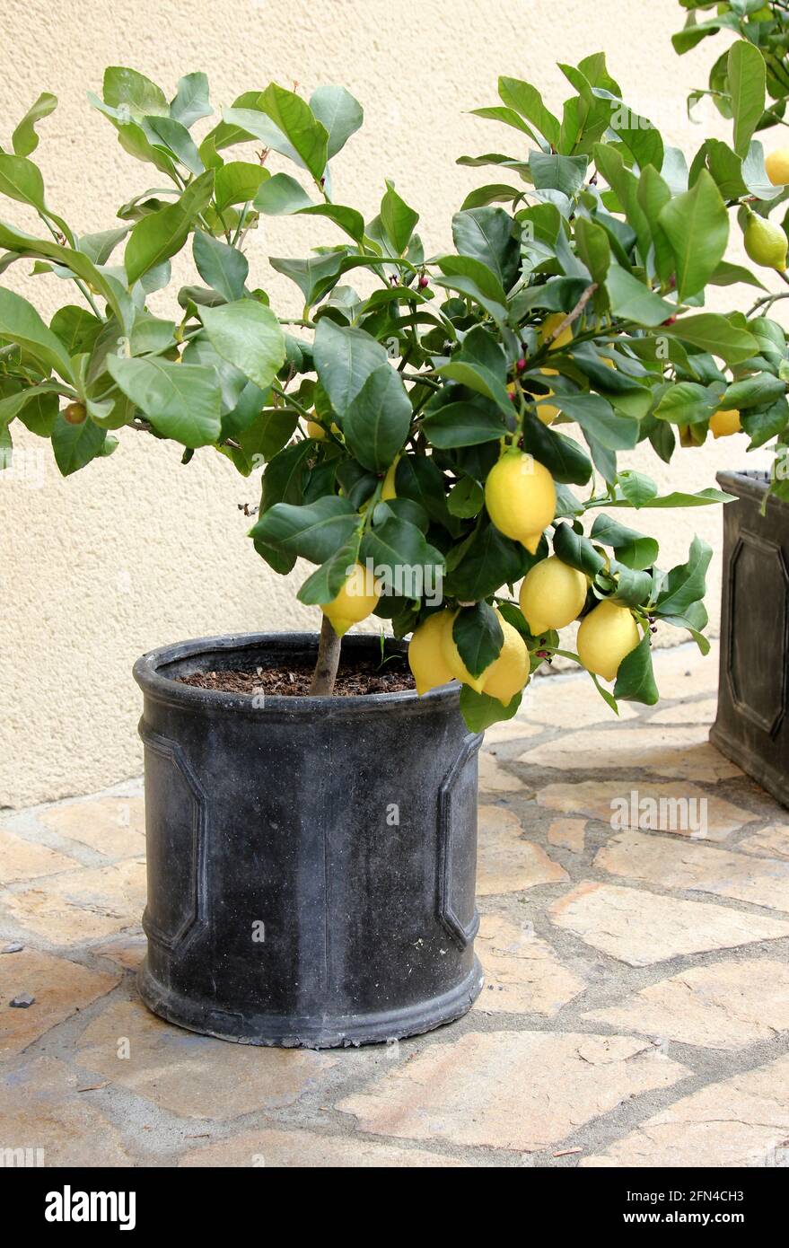 Pots small lemon trees hi-res stock photography and images - Alamy