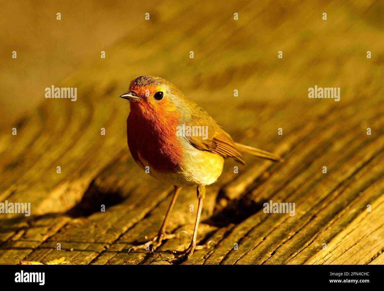 The European Robin is the national bird of the Great Britain Stock ...