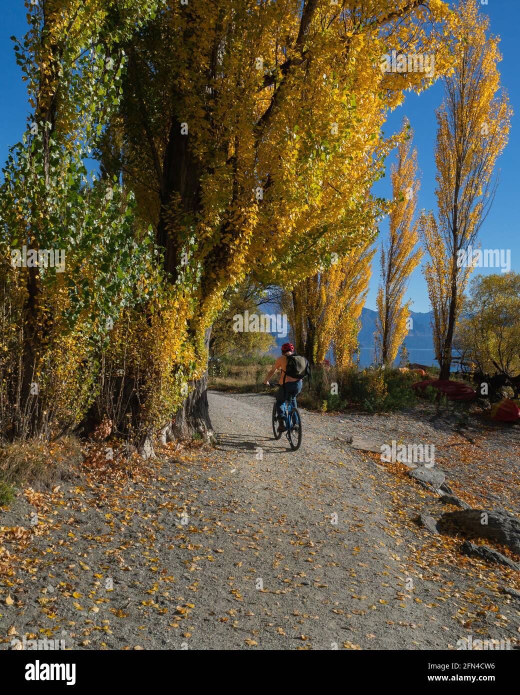 Cyclist riding the Wanaka lakeside track in autumn, South Island ...