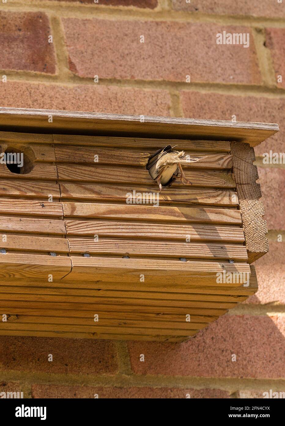 House Sparrow passer domesticus female bird and nesting box in breeding ...