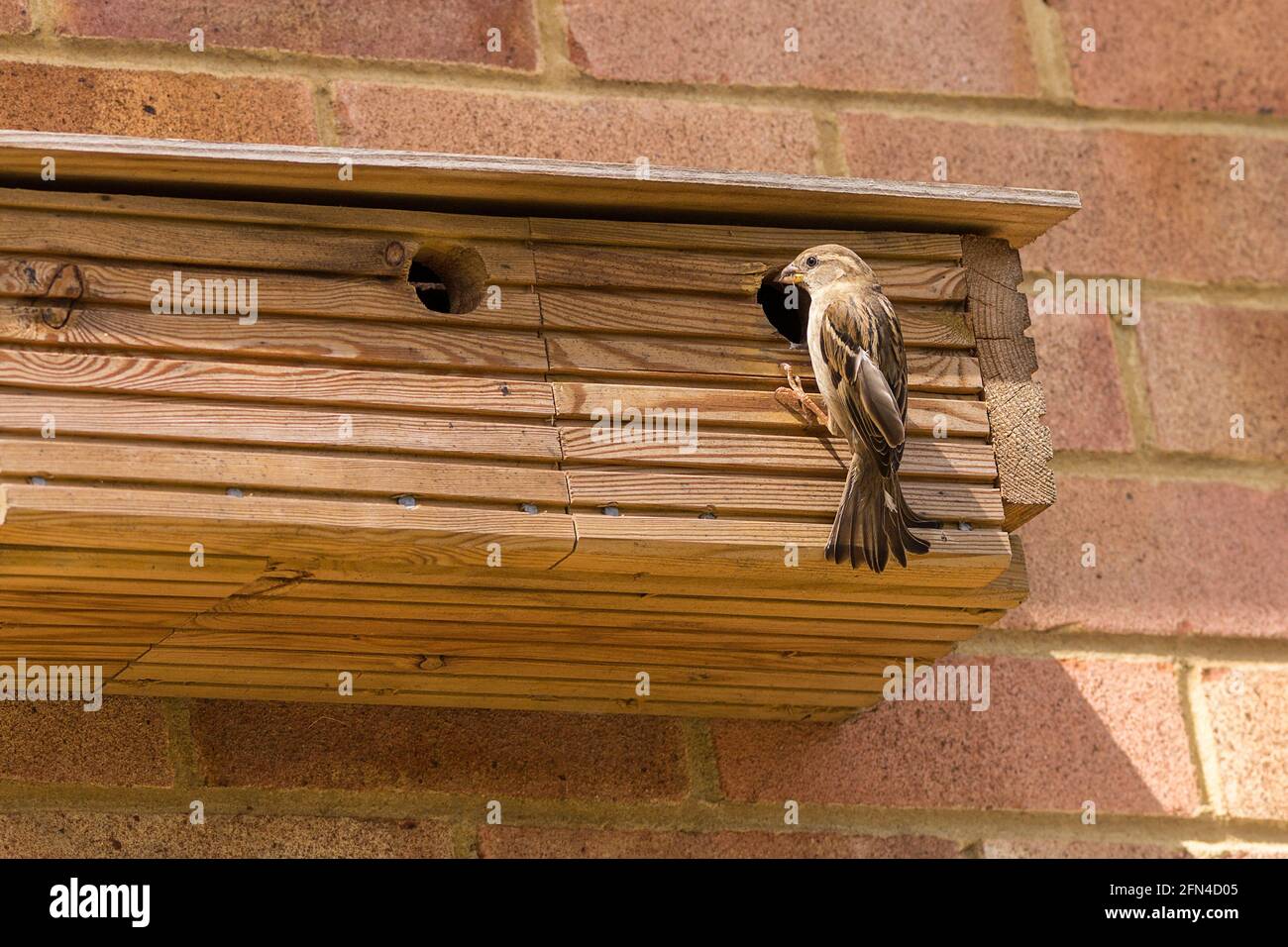 Sparrow Nest Box