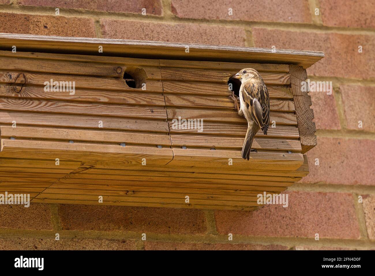 House Sparrow passer domesticus female bird and nesting box in breeding ...