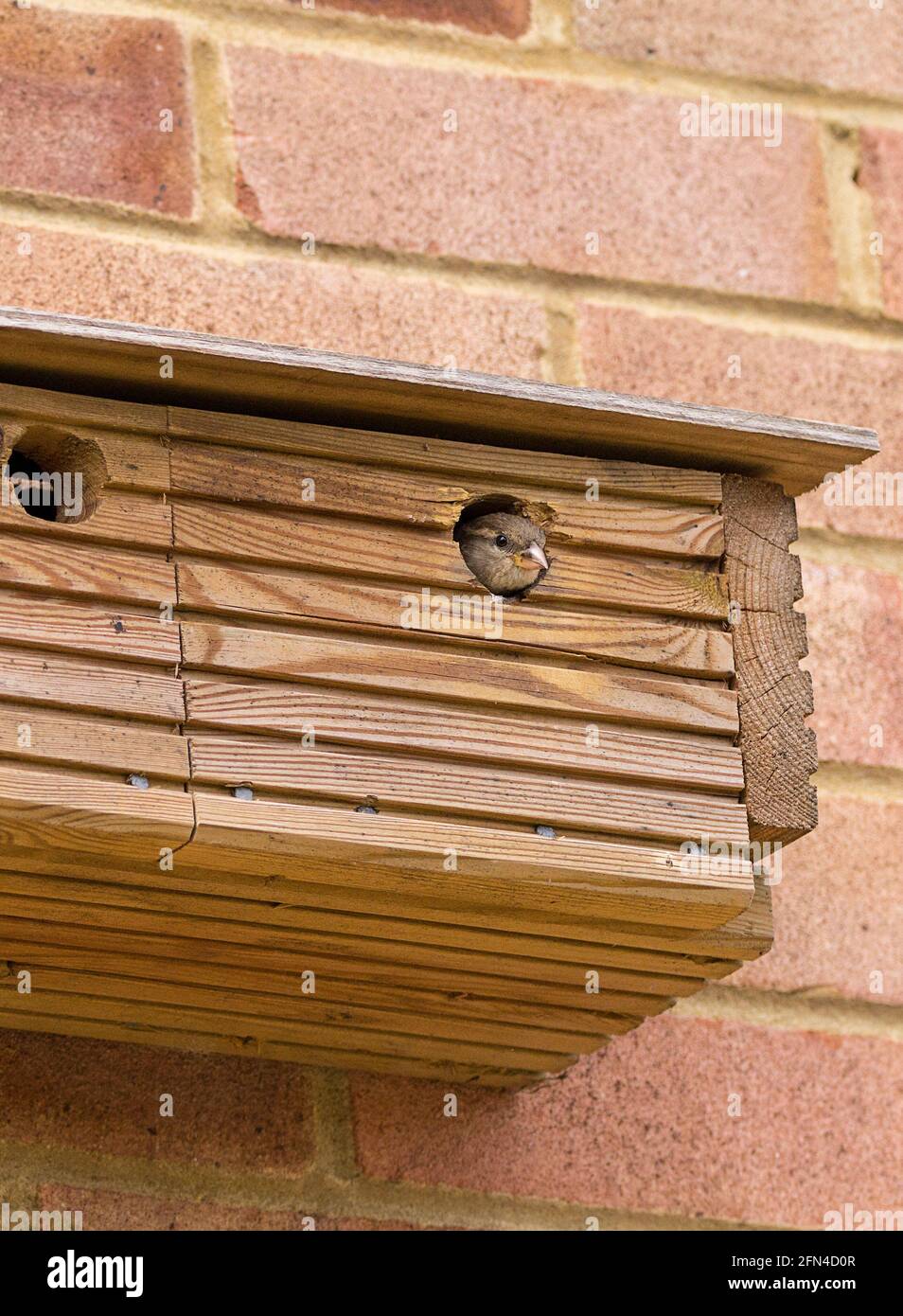 House Sparrow (passer domesticus) and nesting box in breeding season ...