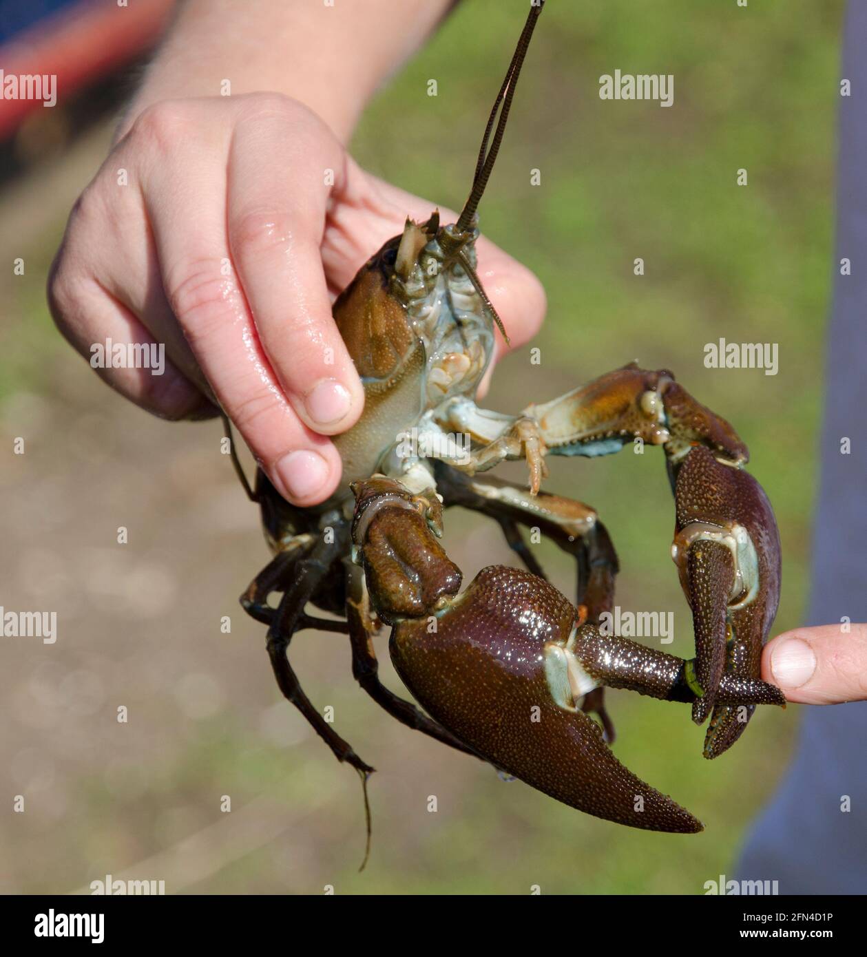 American Signal Crayfish River Lea Ware Stock Photo - Alamy