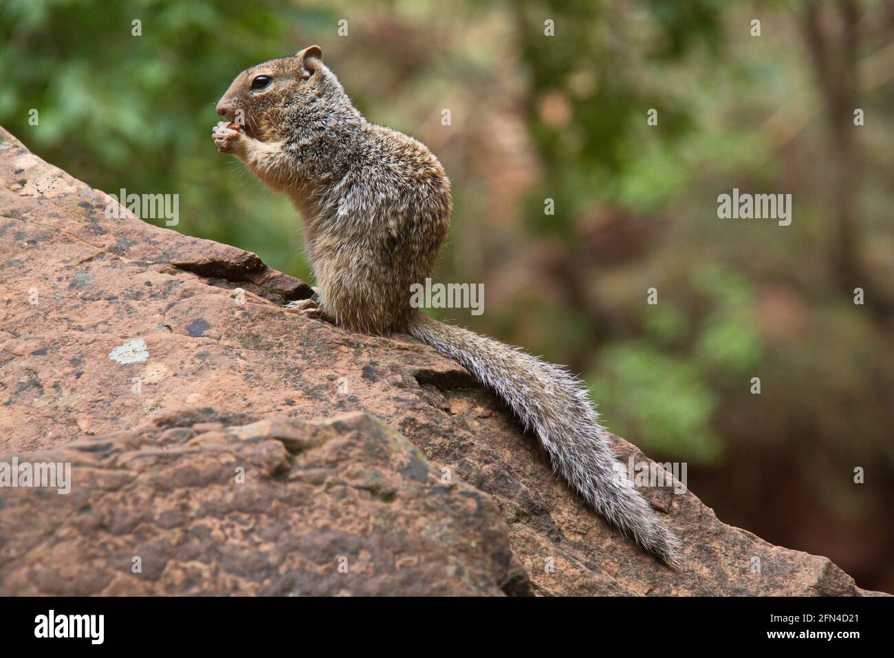 Squirrel in Bryce Canyon in Utah in the USA Stock Photo - Alamy