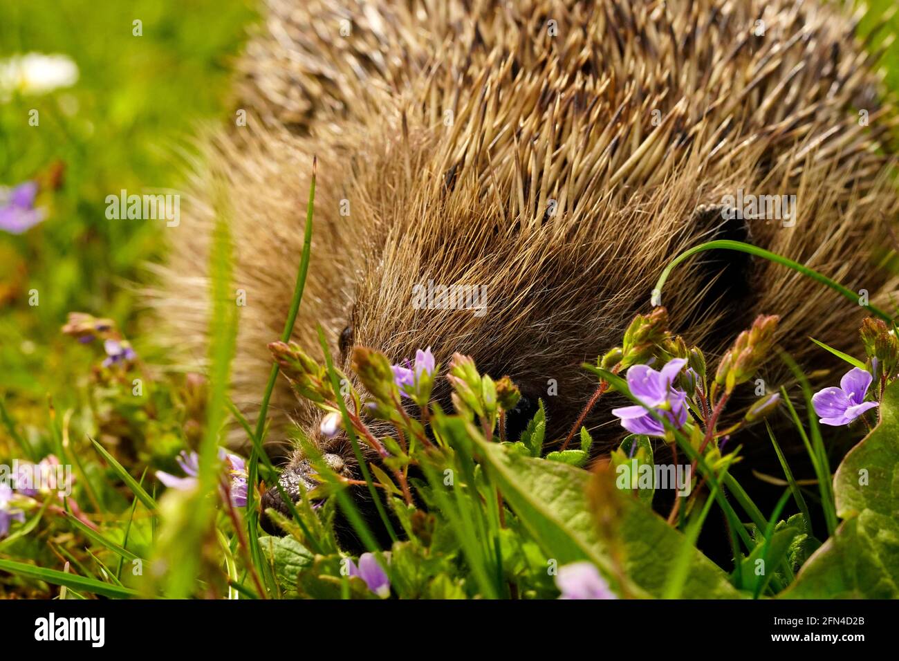 Our native hedgehog is an inhabitant of our gardens Stock Photo - Alamy