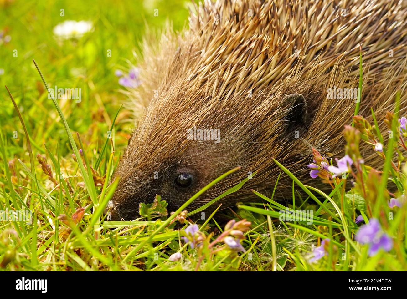 Our native hedgehog is an inhabitant of our gardens Stock Photo - Alamy