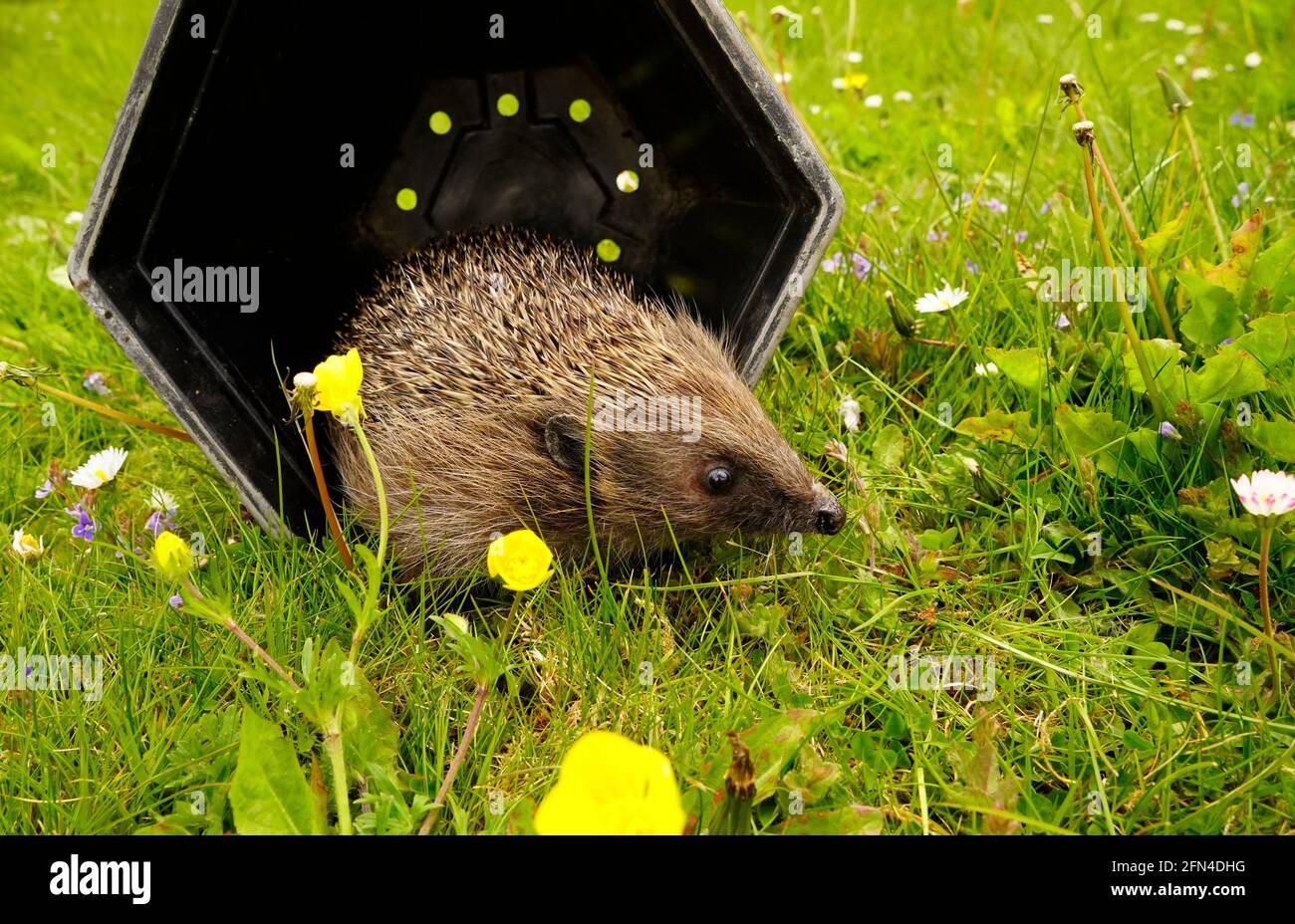 Our native hedgehog is an inhabitant of our gardens Stock Photo - Alamy