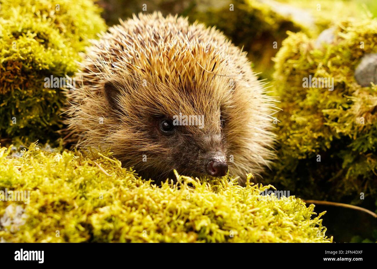Our native hedgehog is an inhabitant of our gardens Stock Photo - Alamy
