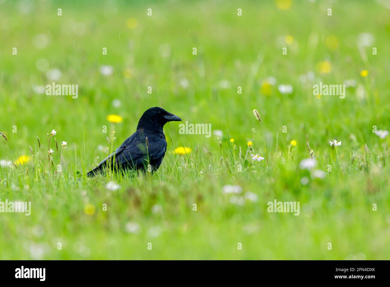 Robin crow hi-res stock photography and images - Alamy
